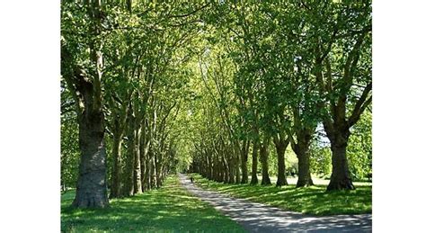 Tree Planting In England Plunges To An All Time Low