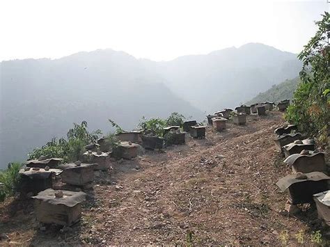 秦岭大山土蜜蜂图片 秦岭山脉走向 蜜蜂 第4页 大山谷图库