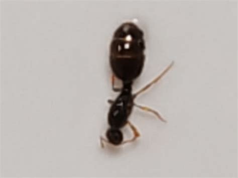 Whats This Weird Ant R Whatsthisbug