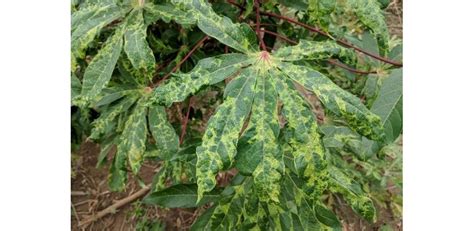A New Perspective On Insect Transmission Of Cassava Pathogens