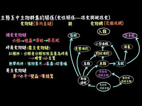 食物鏈與食物網 自然 均一教育平台