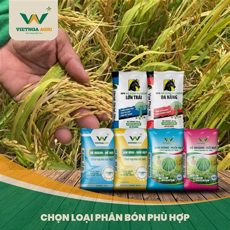 Cách Bón Phân Cho Lúa đạt Năng Suất Cao Mới Nhất 2025
