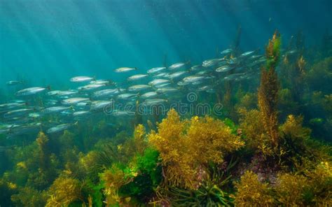 School Of Fish With Seaweed Underwater In The Atlantic Ocean Spa Stock