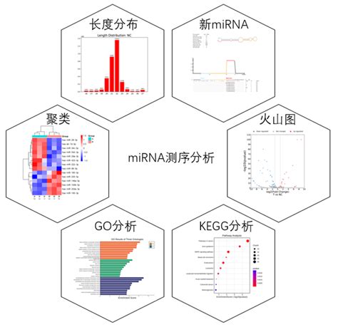 微生信 Mirna Seq测序服务