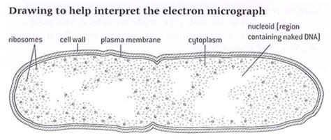 1 2 Ultrastructure Of Cells Flashcards Quizlet