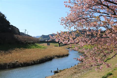 minami izu kawazu cherry みなみの桜と菜の花まつり 2013 airoplane net Norio