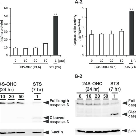 Characterization Of Caspases In 24s Ohc Treated Sh Sy5y Cells The