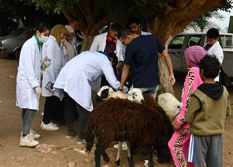 الزراعة قافلة بيطرية بالمنوفية لعلاج الماشية المصري اليوم