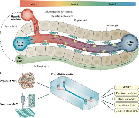 Hepatocytes Structure