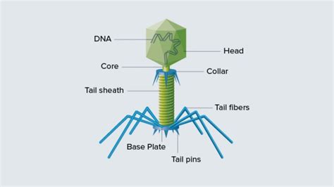 Virus Structure Origin Replication Classification And Example
