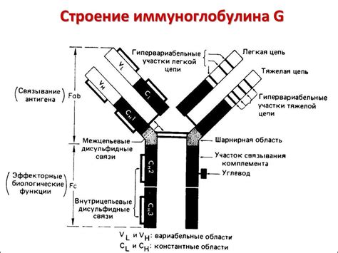 Антитела строение функции презентация онлайн