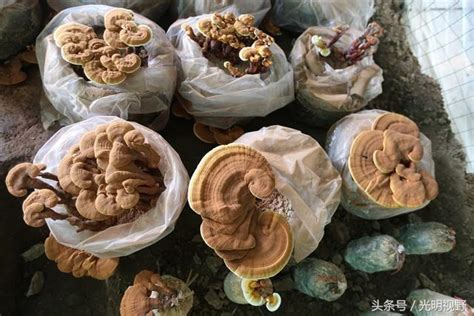 觀賞靈芝富農家，每盆售價300至1000元不等，年利潤達100多萬元 每日頭條