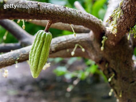Green Small Cocoa Pods Branch With Babe Fruit And Blooming Cocoa Flowers Grow On Trees The