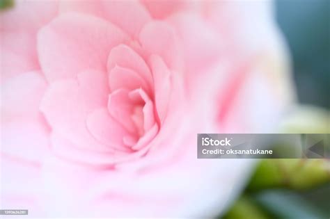 흐린 파스텔 핑크 배경 발렌타인 꽃잎 추상 핑크 배경 배경으로 비올라 꽃의 분홍색 꽃잎에 클로즈업보기 꽃 나무에 대한 스톡 사진