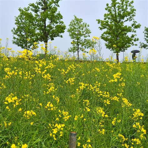 5월 광주 근교 전라도 가볼만한곳 보리나라 학원농장고창청보리밭 축제 유채꽃 폭싹속았수다 촬영지 네이버 블로그