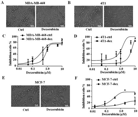 Andrew Sulaimans Instagram Twitter And Facebook On Idcrawl