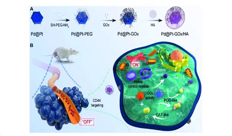 Schematic Illustration Of The Synthesis Procedure A And Download Scientific Diagram