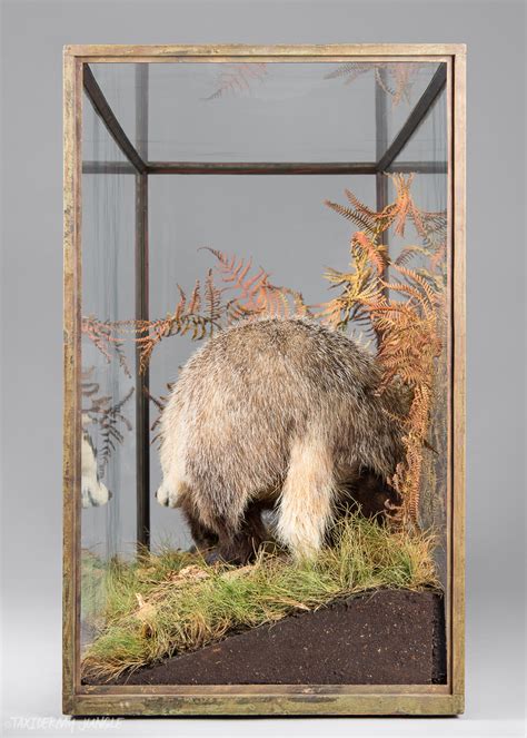 Taxidermy Badger By Rowland Ward Taxidermy Jungle
