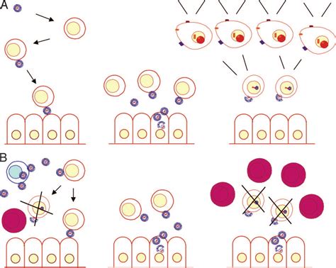 A Possible Role For Epithelial Cells In Ebv Infection A Transfer