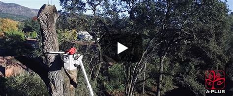 Proper Pruning Techniques For Your Trees A Plus Tree