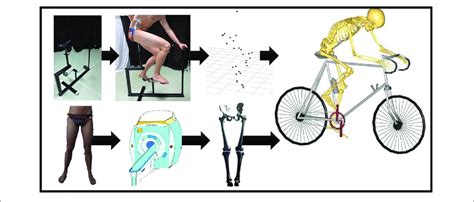 Flow Chart Of The Musculoskeletal Simulation In The Anybody Modeling