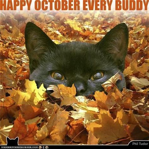 Happy October Crazy Cats Beautiful Cats Cats