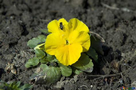 小さな黄色の花 無料の写真 № 12760