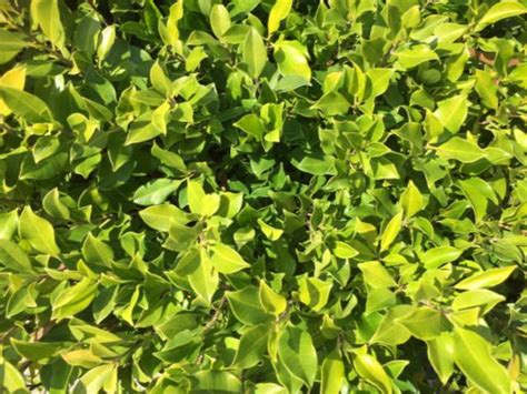Ficus Emerald Buy Plants Online Shop Our Huge Range Of Plants