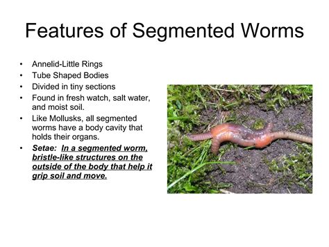 Segmented Worms Ppt