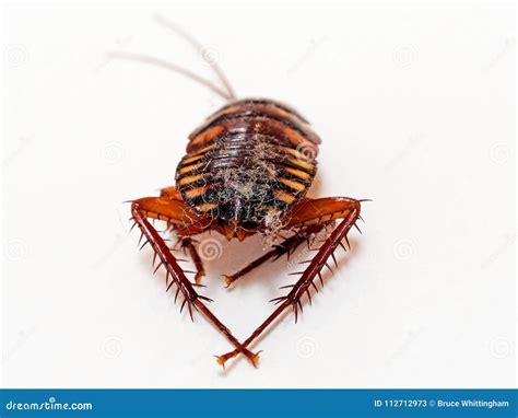 Brown Striped Hairy Cockroach Stock Image Image Of Wispy Detail