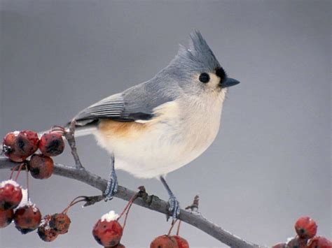 100 Cute Bird Pictures