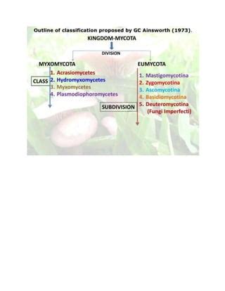 Fungal Classification DOCX