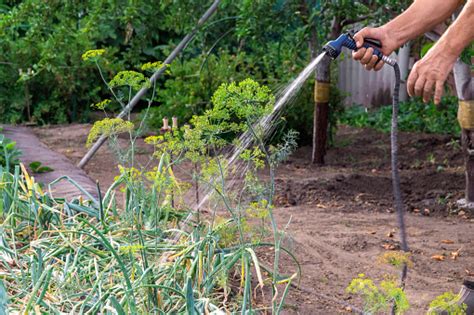 수석 정원사의 손은 샤워 물로 양파와 딜의 침대와 야채 정원을 물 건강한 생활방식에 대한 스톡 사진 및 기타 이미지 건강한 생활방식 건강한 식생활 관개 장비 Istock