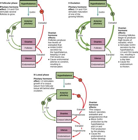 Rise In Estrogen And Progesterone