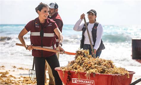Se han recolectado en playas de Cancún 1 370 toneladas de sargazo en
