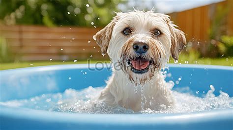 Lovepik صورة  601975566 Id صورة فوتوغرافية بحث صور الكلاب تلعب في