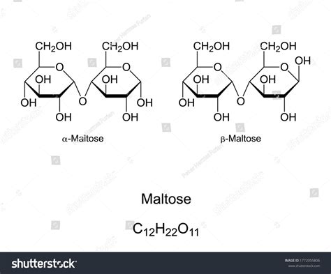 Maltose Malt Sugar Chemical Structure Maltobiose Stock Vector Royalty