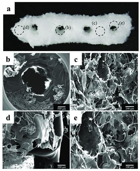 Morphology Of The Polycaprolactone Pcl β Tricalcium Phosphate