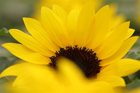 Pixabay Pixabay