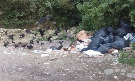 Reportan Contaminación Con Animales Muertos En Chapulhuacán