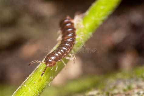 High Angle Macro View Of A Greenhouse Millipede On A Blade Of Grass