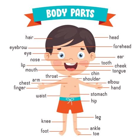 Human Body Parts Royalty Free Vector Image Vectorstock