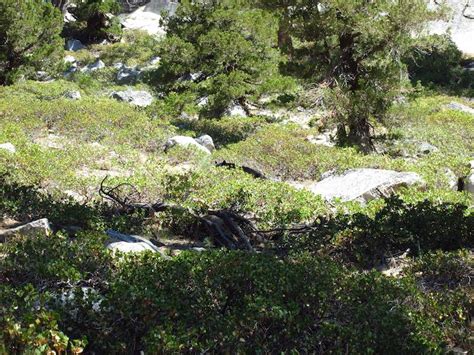 Jmt Day 14 Bear Bear Bear Alice Hikes