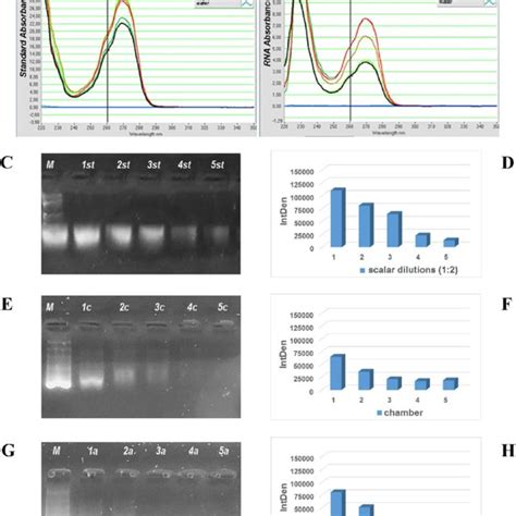 Probe Extraction And Cdna Synthesis Serial Singlestranded Rna Download Scientific Diagram