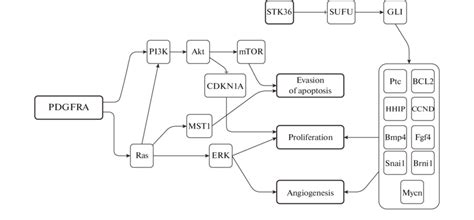 Signal Pathways Involving Genes Pdgfra Met And Stk36 Download
