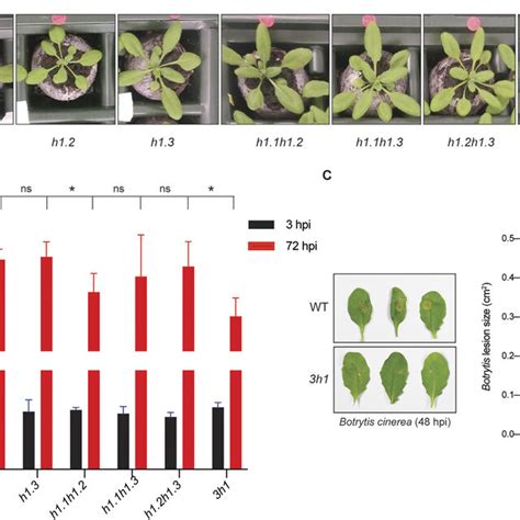 Linker Histone Mutant 3h1 Is Resistant To Pathogen Infection A