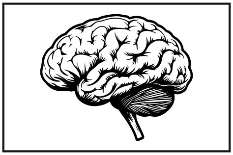 Human Brain Vector Silhouettelogoicon Graphic By N Pattern · Creative