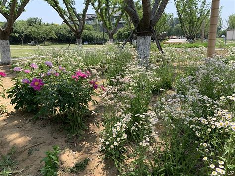 芍药花开 香满曲阜植物园 曲阜大沂河植物园游记