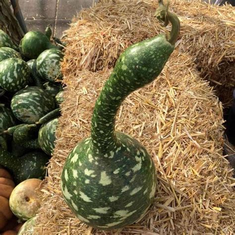 Graines De Courge Calebasse Col De Cygne 275 € 🌳🌼🌸🌿🌱