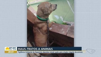 Animais são resgatados de depósito após cachorro morto ficar pendurado pela coleira em terraço